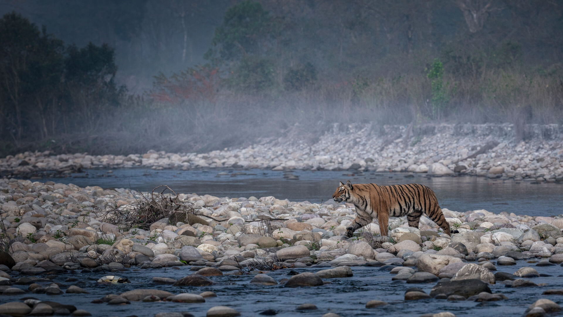 Corbett National Park - Animal Spotting Tips