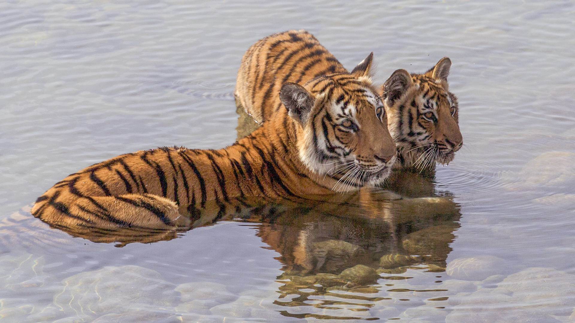 Corbett Tour Packages - Wildlife Safari Packages Corbett