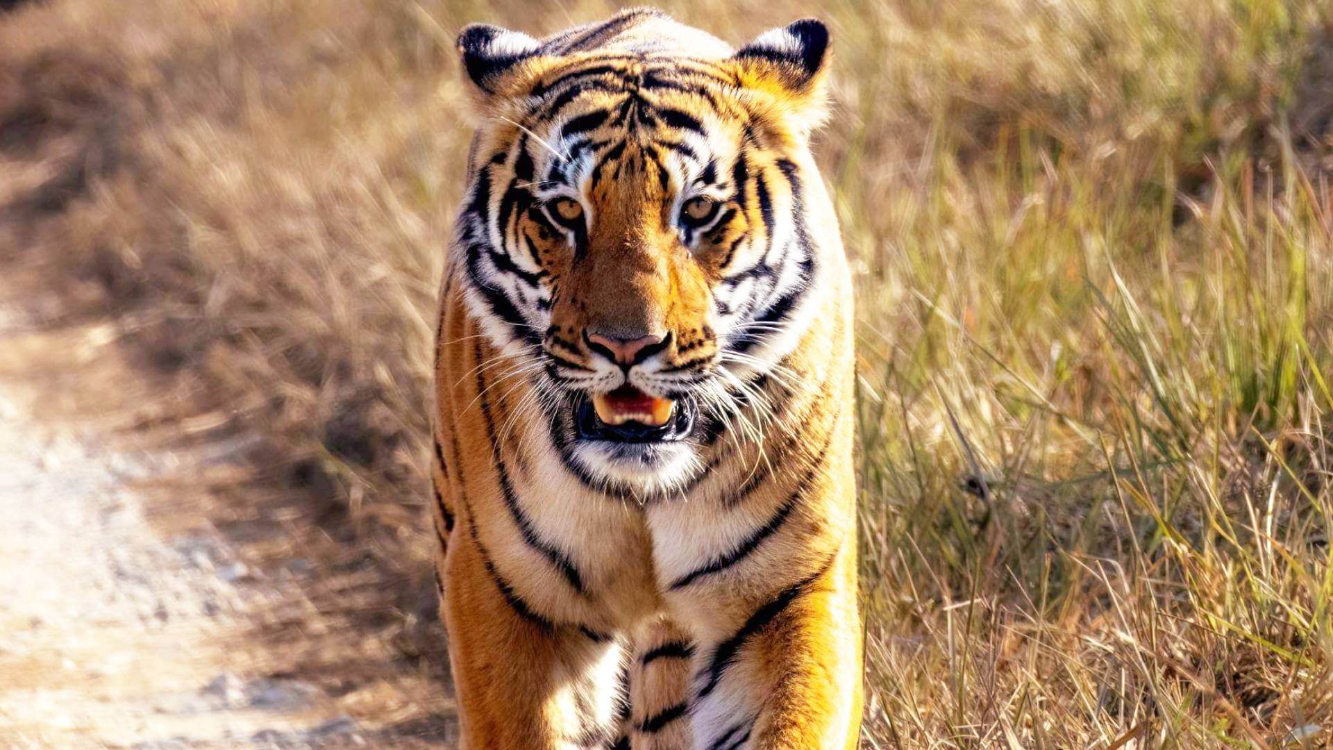Corbett National Park Travel Information | Uttarakhand