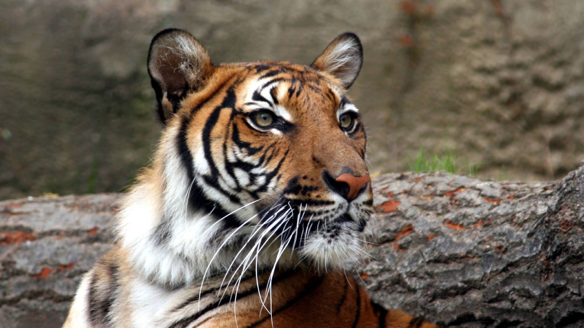 Corbett Weekend Tour from Delhi by Train- 3N/4D Package