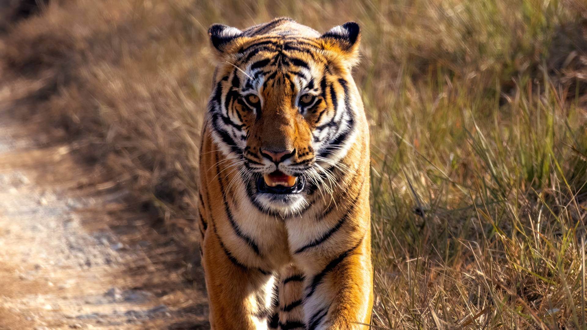 Safari Timings in Jim Corbett National Park & Tiger Reserve